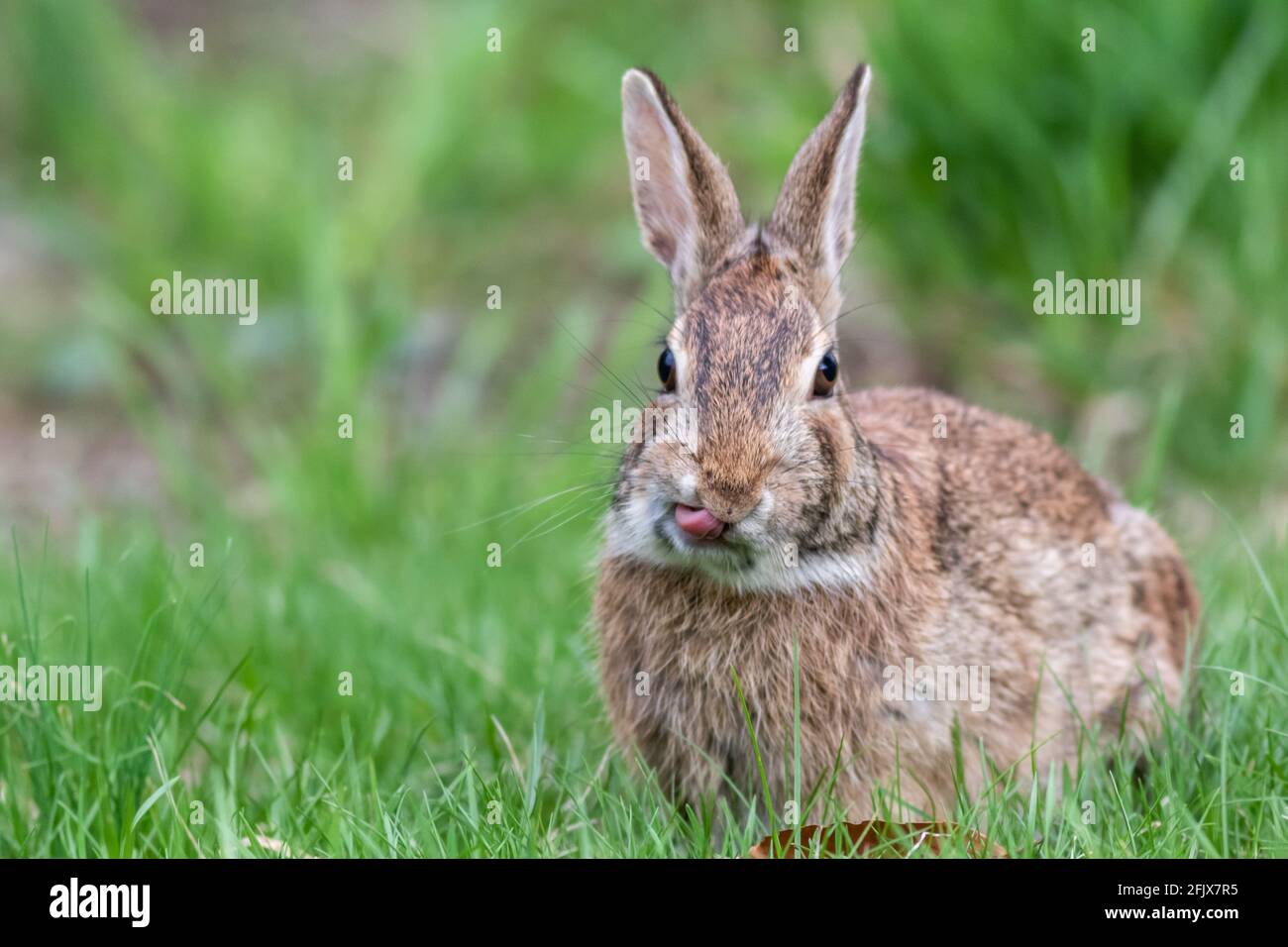 Eastern Cottontail Rabbit, Sylvilagus floridanus, Springtime in grass ...