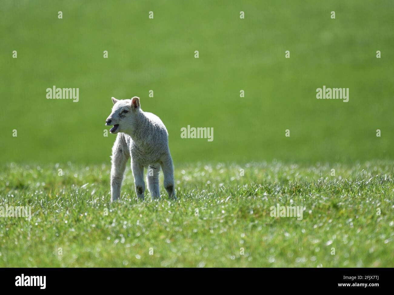 Crying lamb sheep hi-res stock photography and images - Alamy