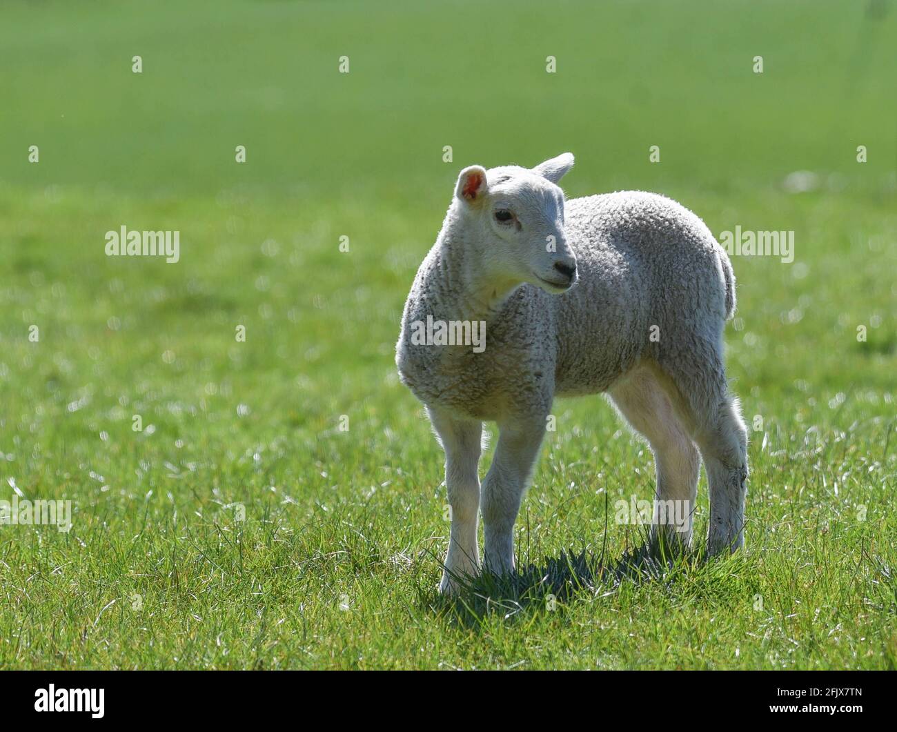 Single lamb looking right against green grass Stock Photo - Alamy