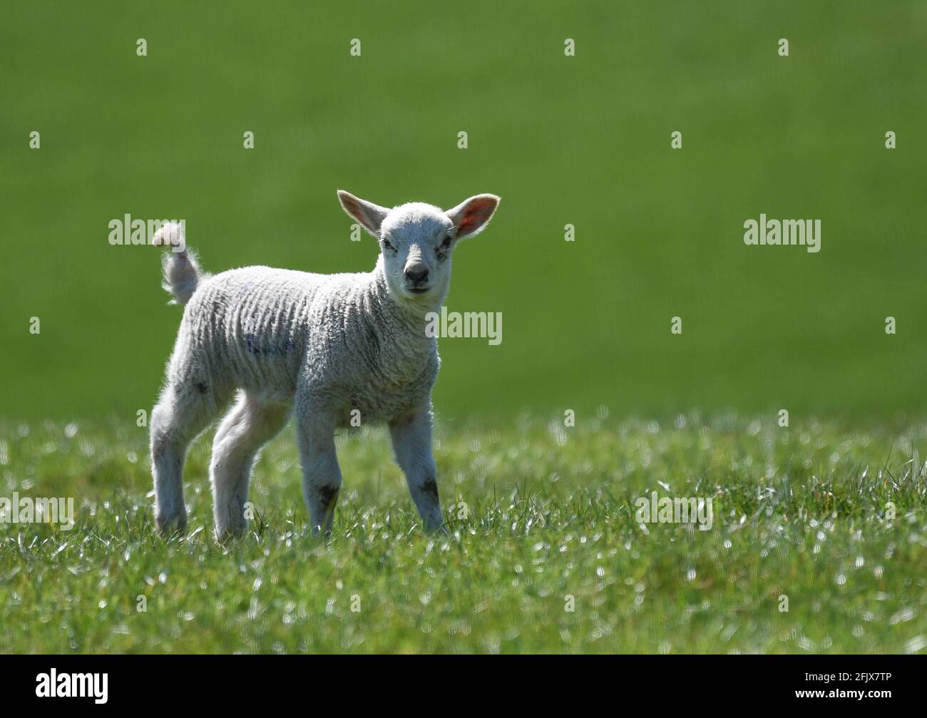 Crying Lamb Sheep High Resolution Stock Photography and Images - Alamy
