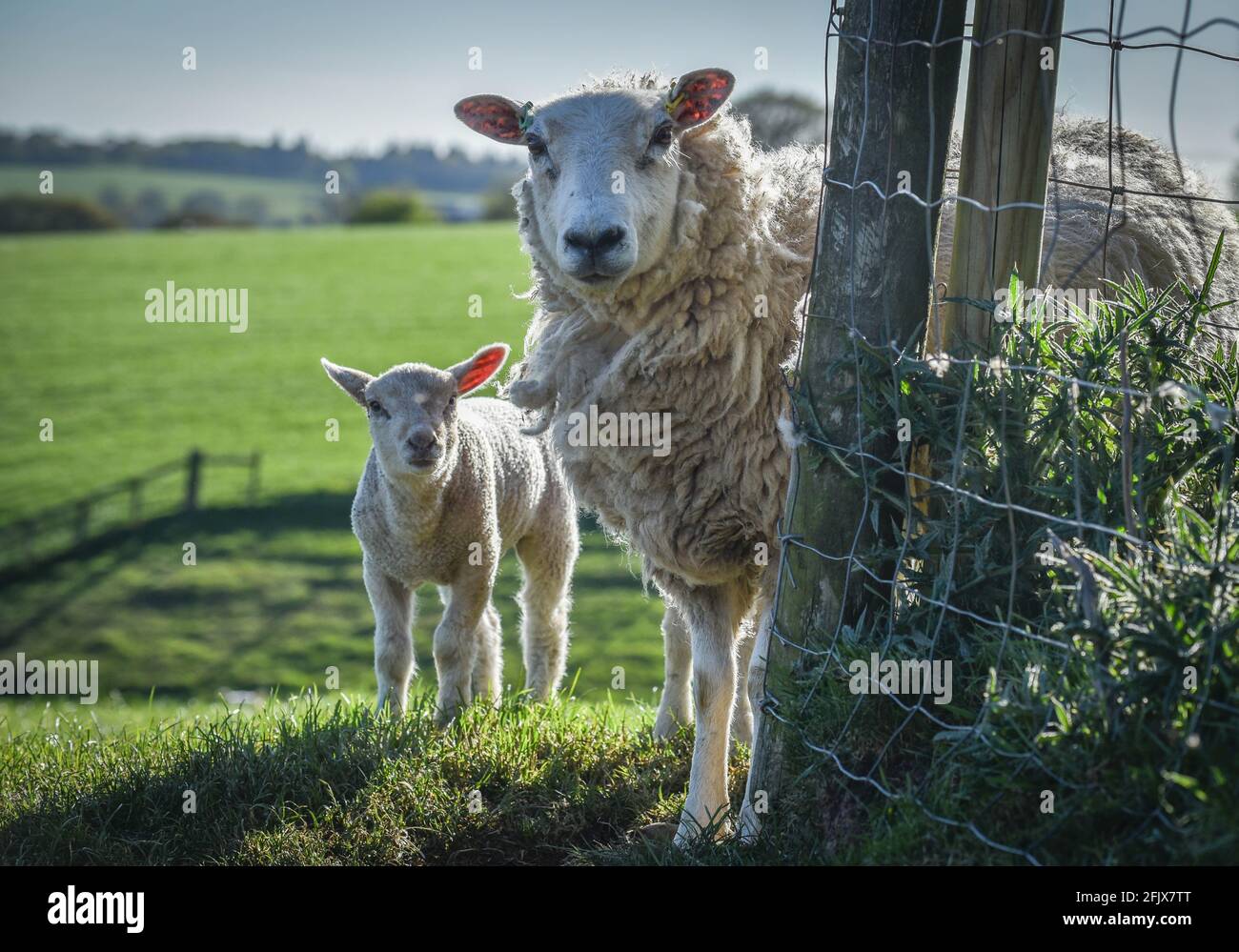 Lamb english countryside spring hi-res stock photography and images - Alamy