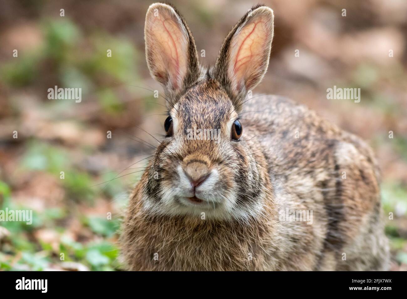 Eastern Cottontail Rabbit, Sylvilagus floridanus, Springtime in grass ...