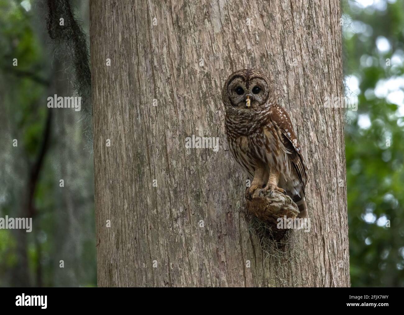 Barred owl in oak tree hi-res stock photography and images - Alamy