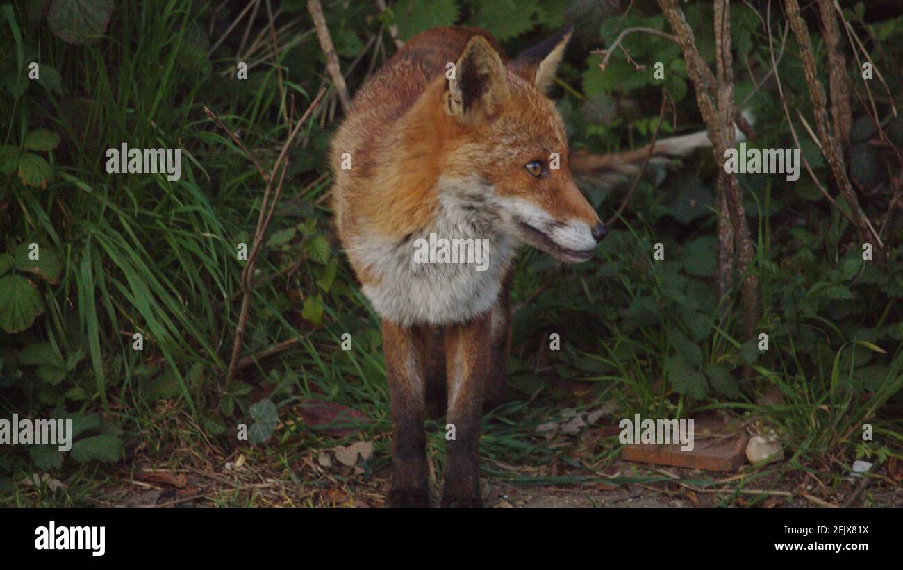 Fox in the street emerging from the bushes Stock Photo - Alamy