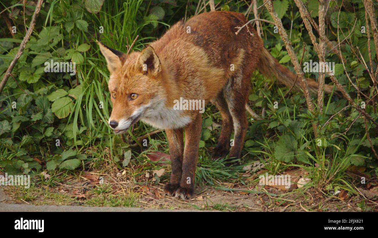 Fox in the street emerging from the bushes Stock Photo - Alamy