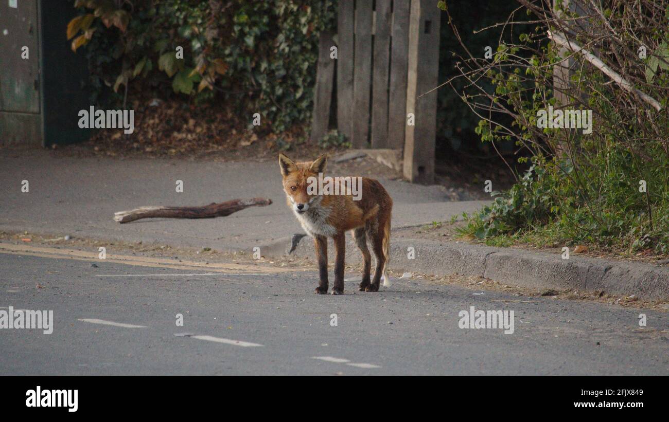 Fox in the street emerging from the bushes Stock Photo - Alamy