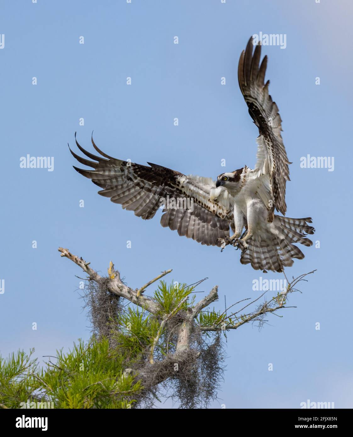 An osprey in Florida Stock Photo - Alamy