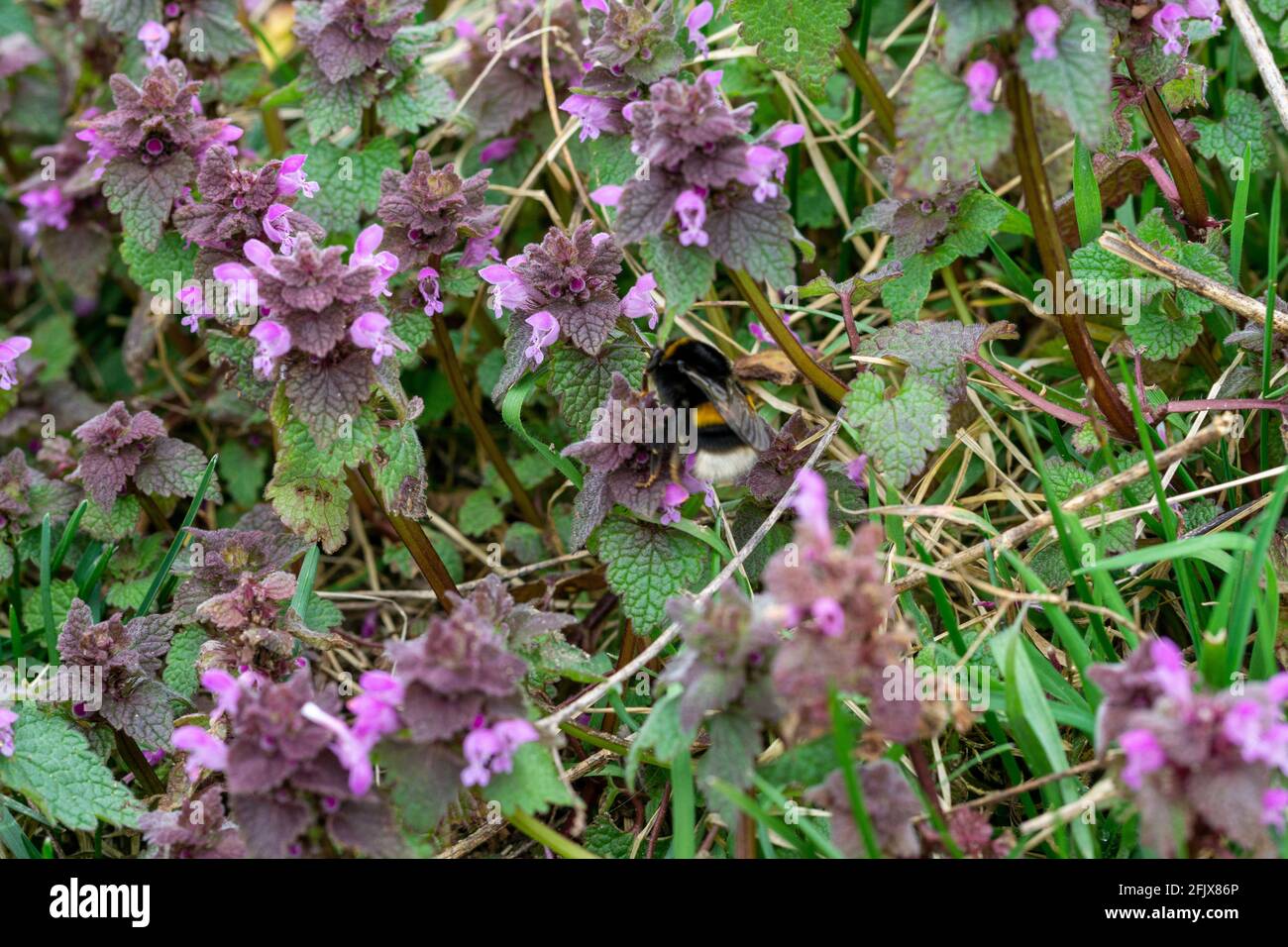 Closeup shot of a thicket full of purple deadnettle flowers with a ...