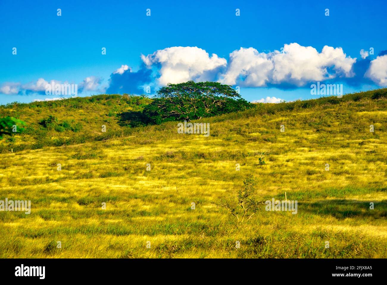 Cuban landscape of the Camaguey savannah, Cuba Stock Photo - Alamy