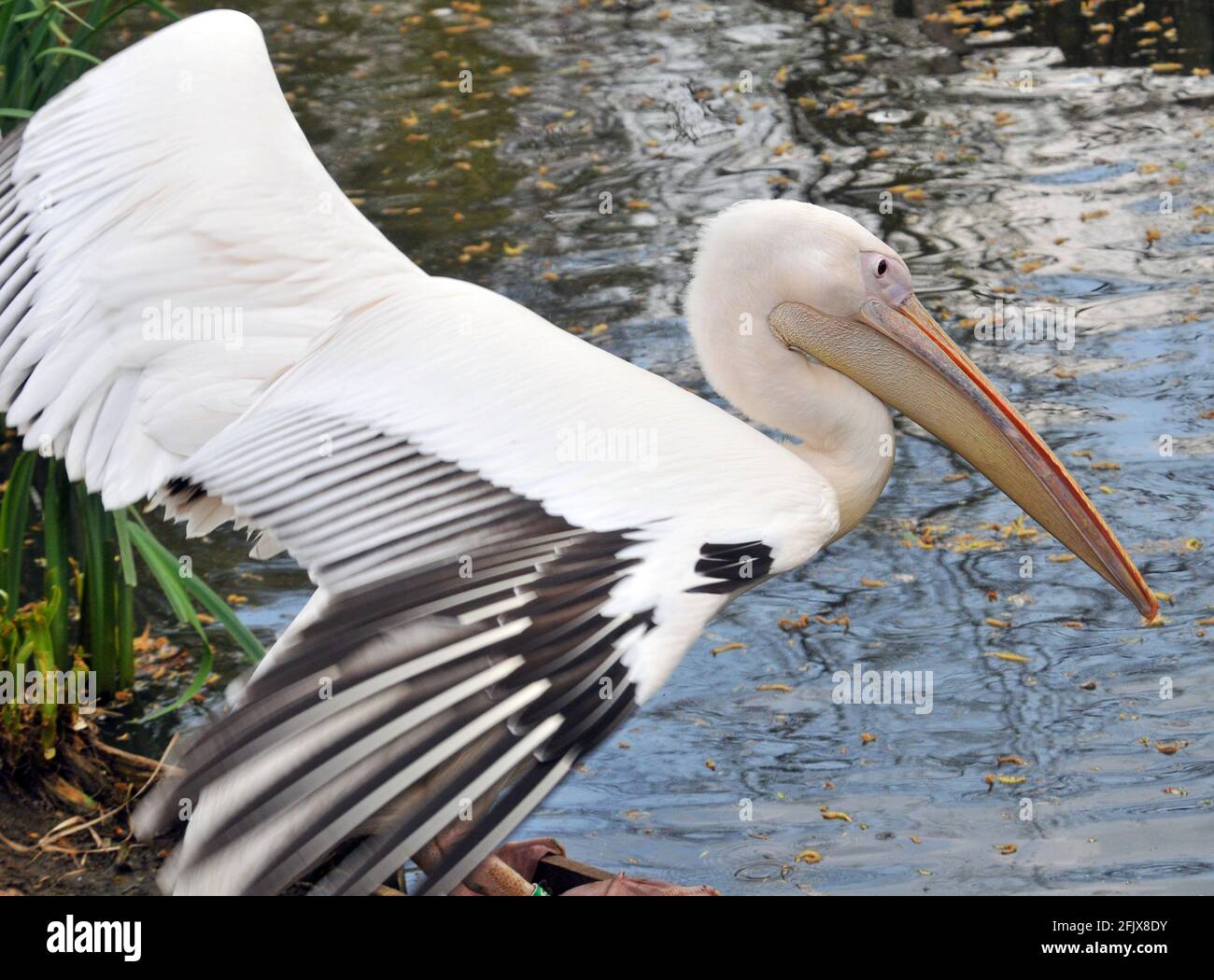 TAWNY FROGMOUTH OWL, BIRDWORLD, FARNHAM SURREY Stock Photo - Alamy