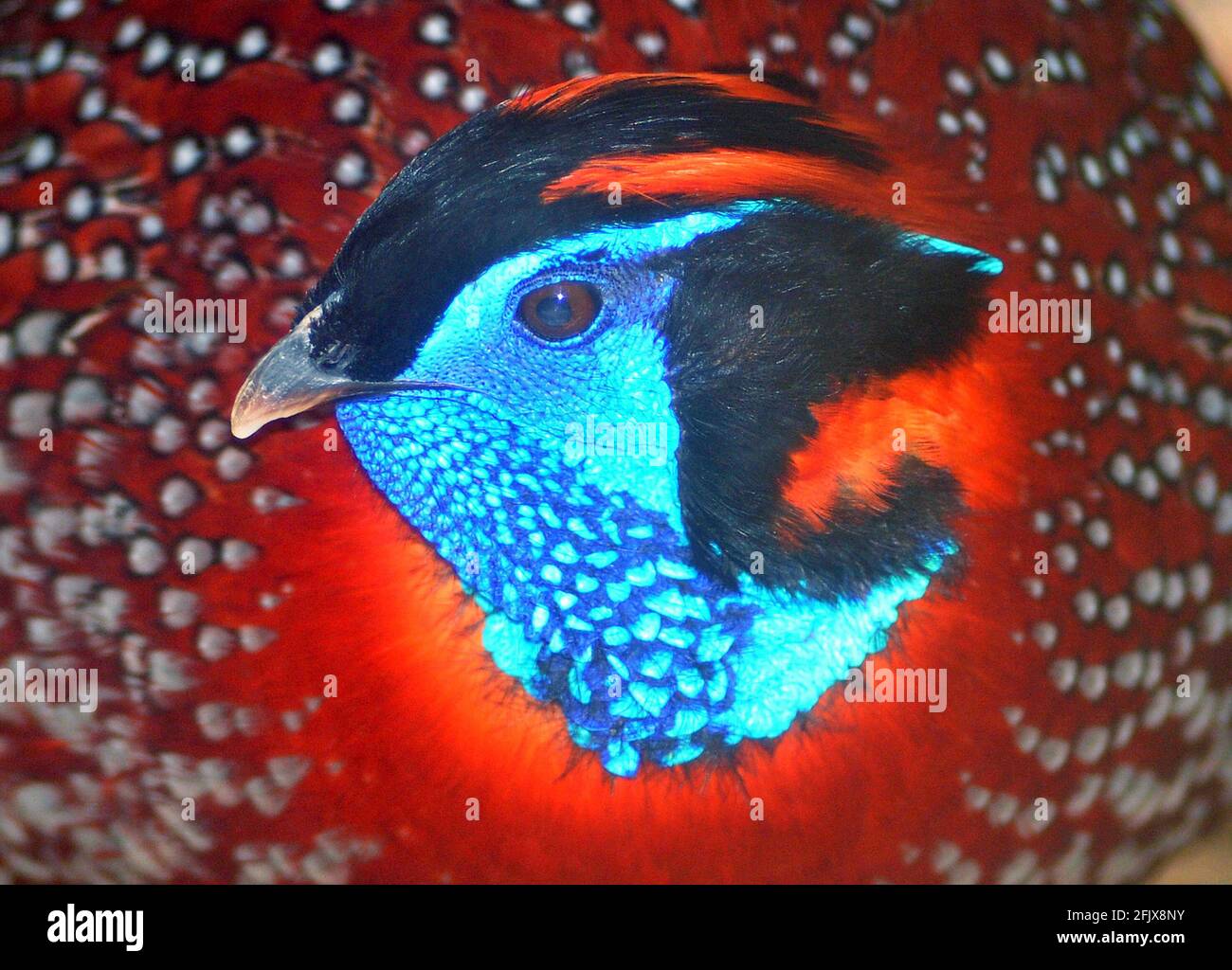Tragopan pheasant hi-res stock photography and images - Alamy