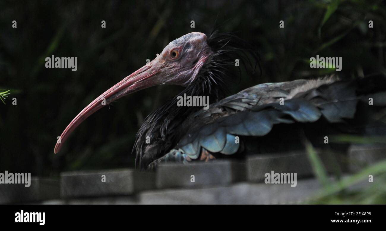 WALDRAPP IBIS, BIRDWORLD, FARNHAM, SURREY PICV MIKE WALKER, 2021 Stock ...