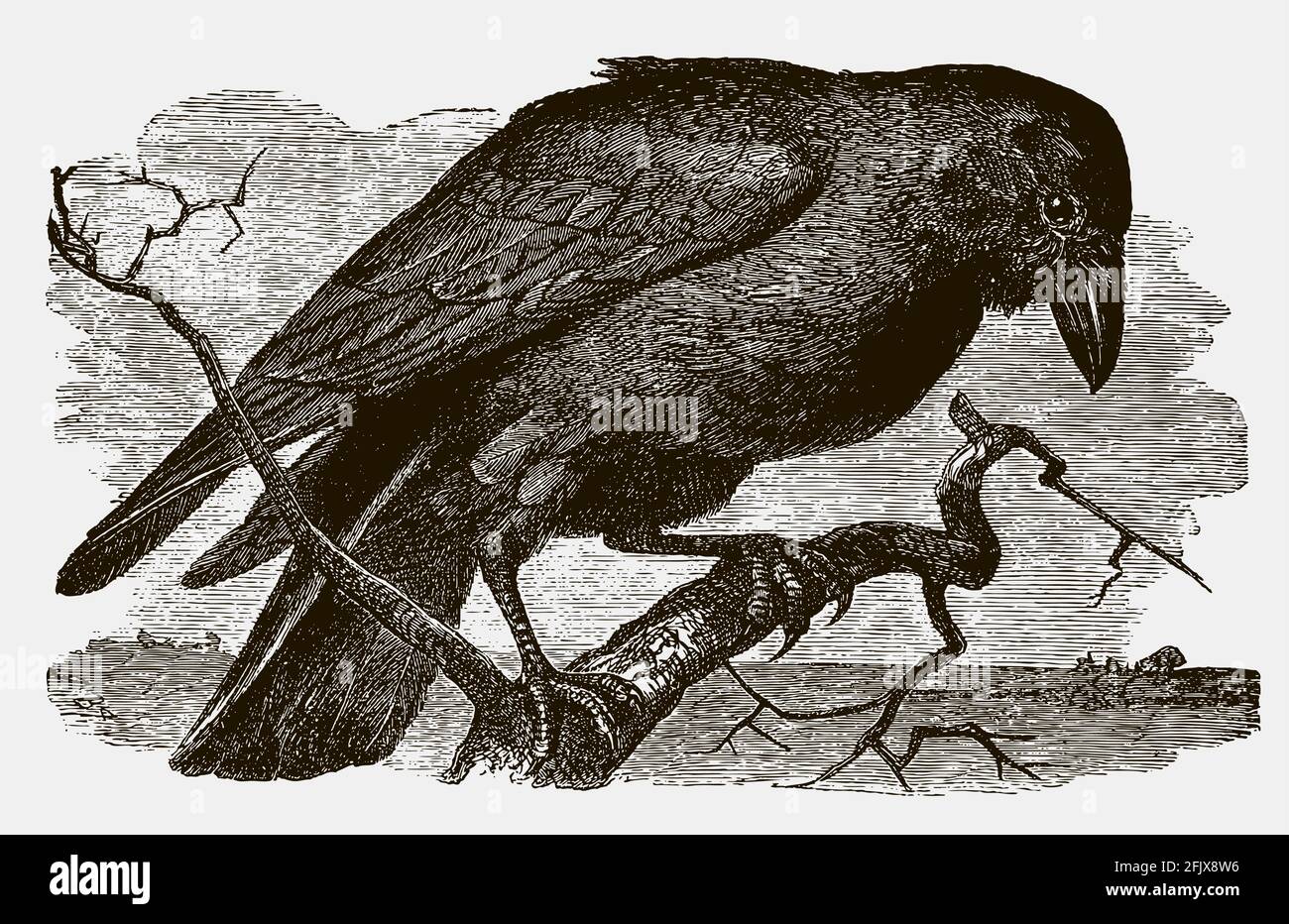 Common raven, corvus corax sitting on a branch and looking down ...