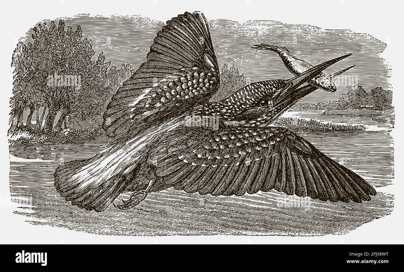 Common kingfisher alcedo atthis in flight with a captured fish in its ...