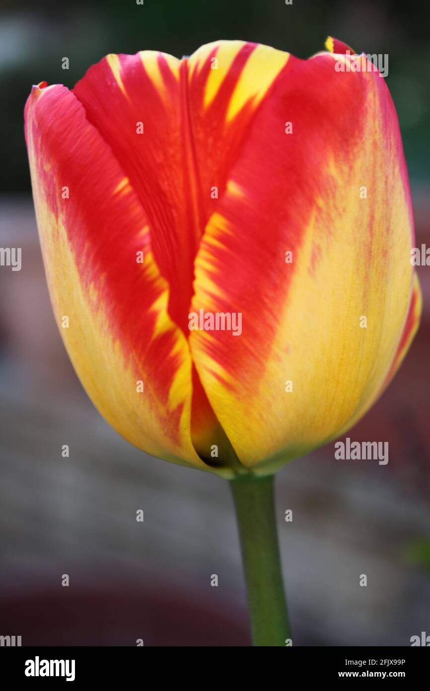 The bold and the beautiful and wedding hi-res stock photography and ...