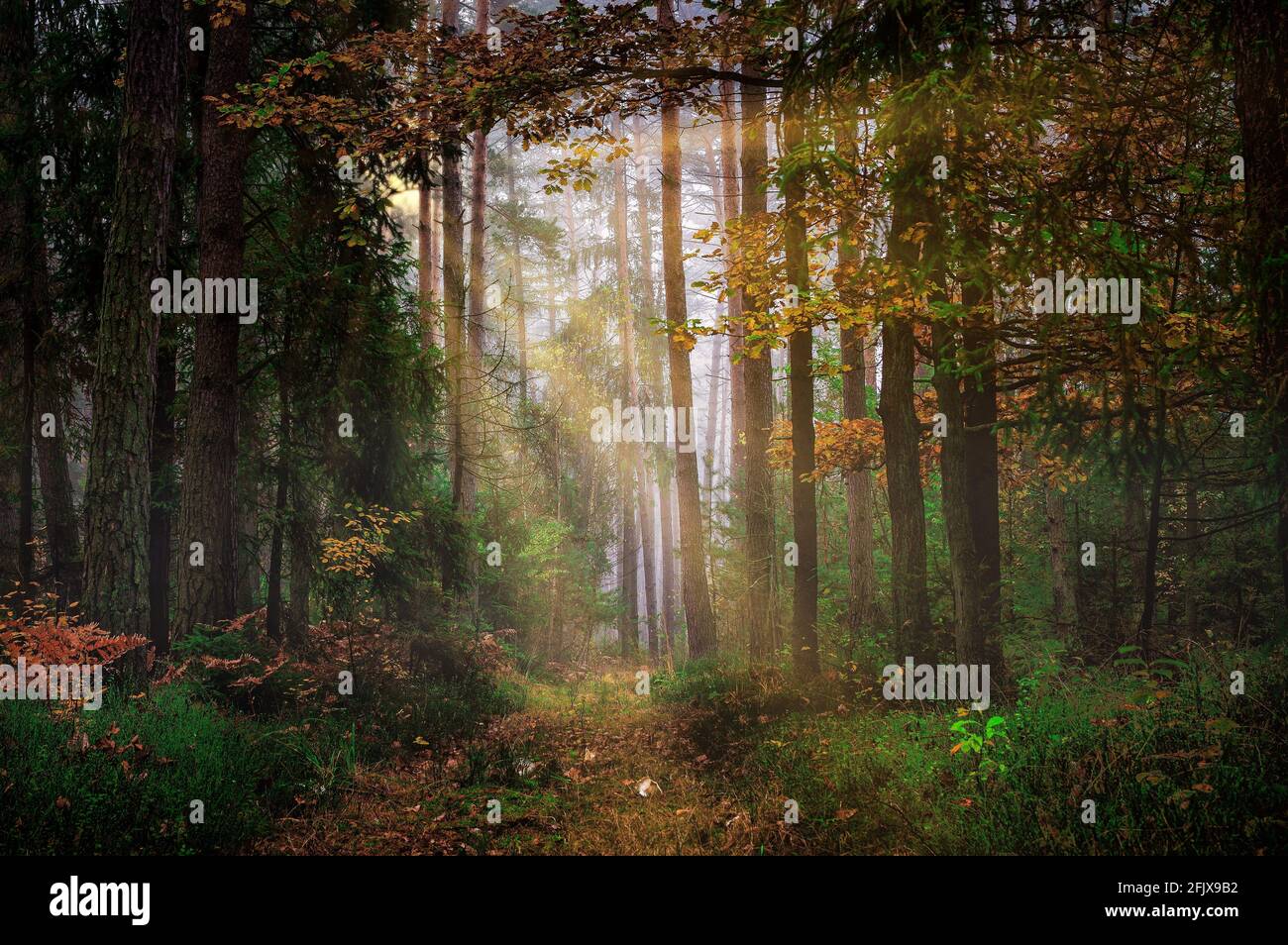 Sunlight shining through tall grass hi-res stock photography and images ...