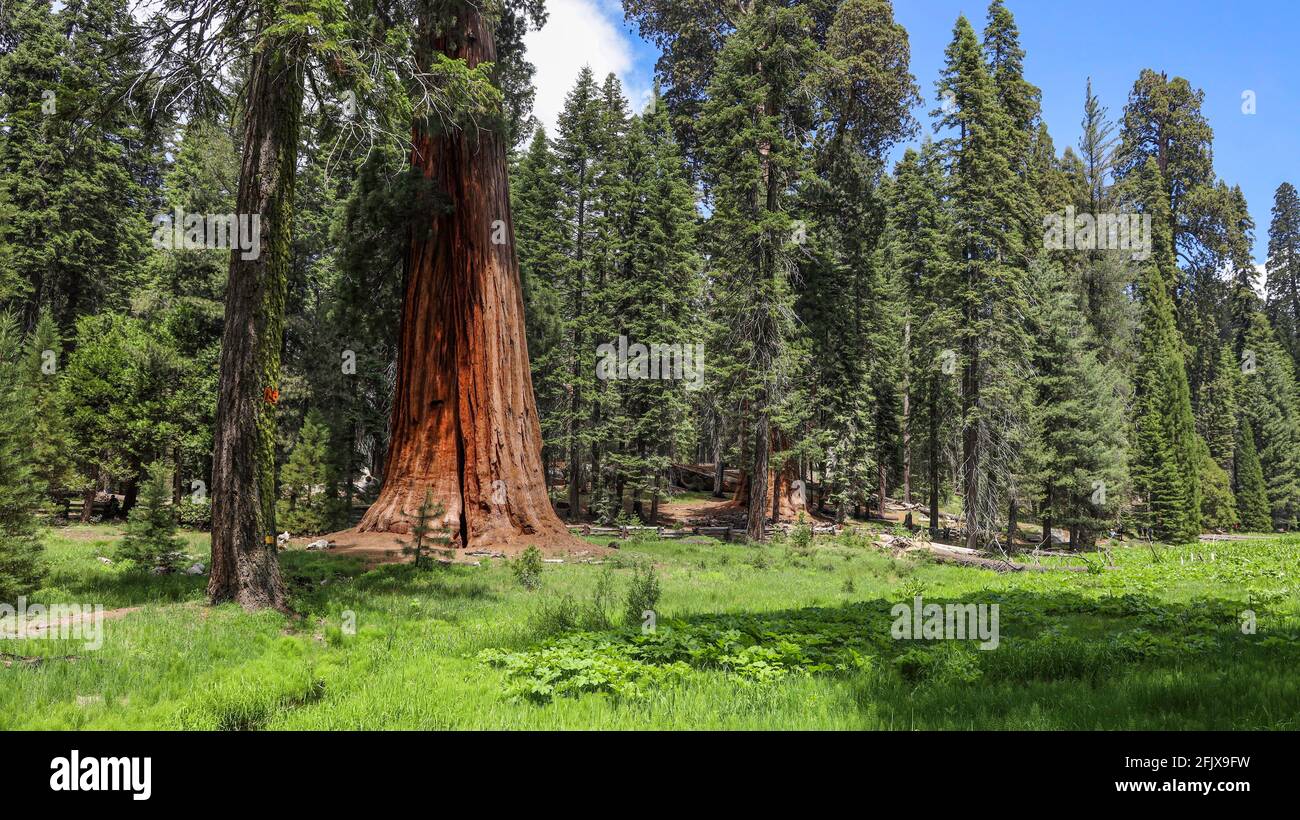 A Giant Sequoia Tree along the Big Trees Trail by Little Deer Creek in ...