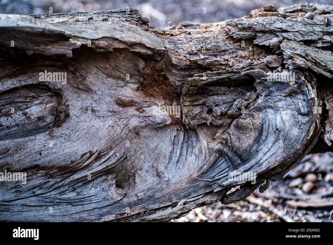 Bark texture of an old rotting tree Stock Photo - Alamy