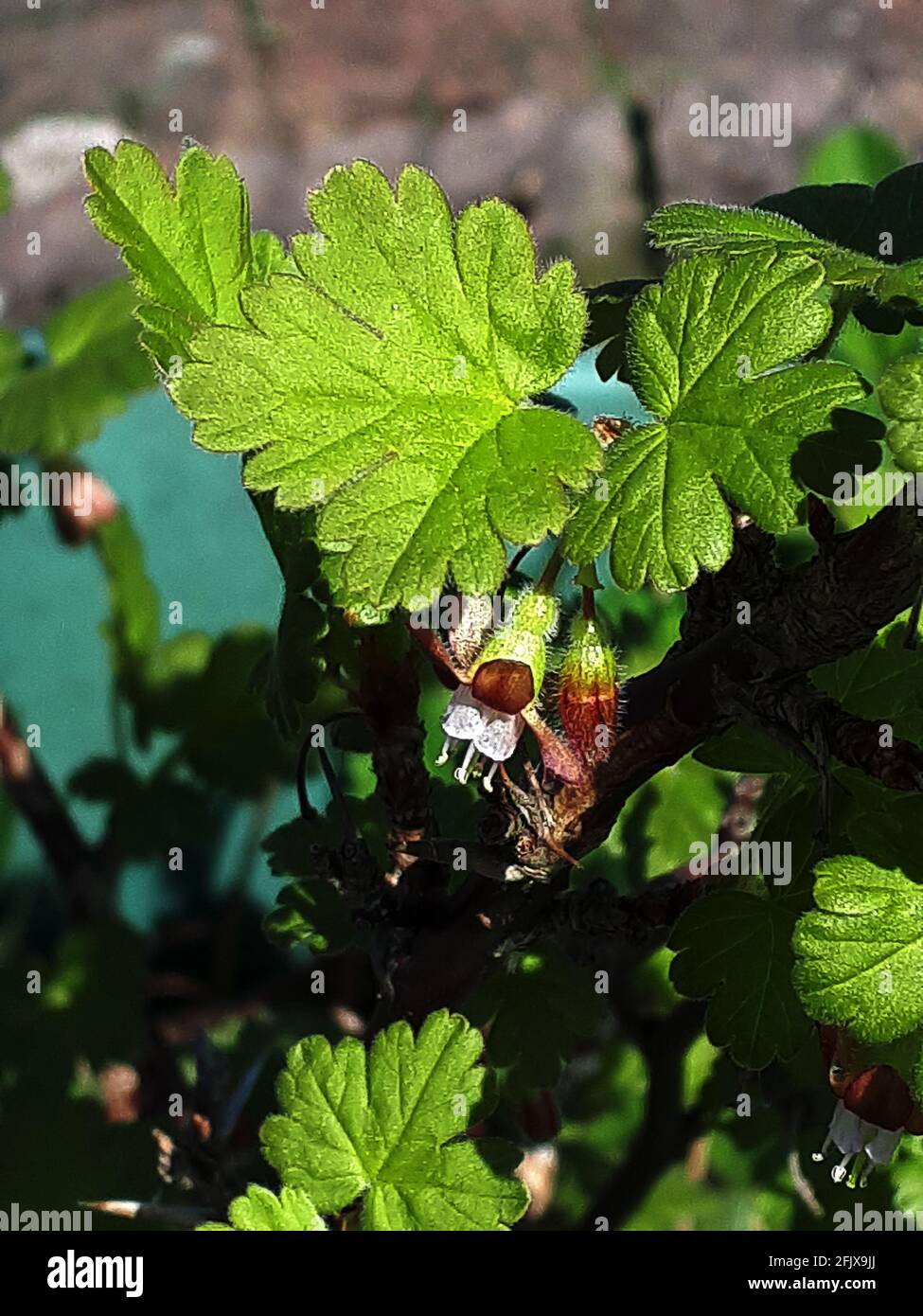 A rare an unusual plant called a Worcester Berry. The tiny flowers grow ...