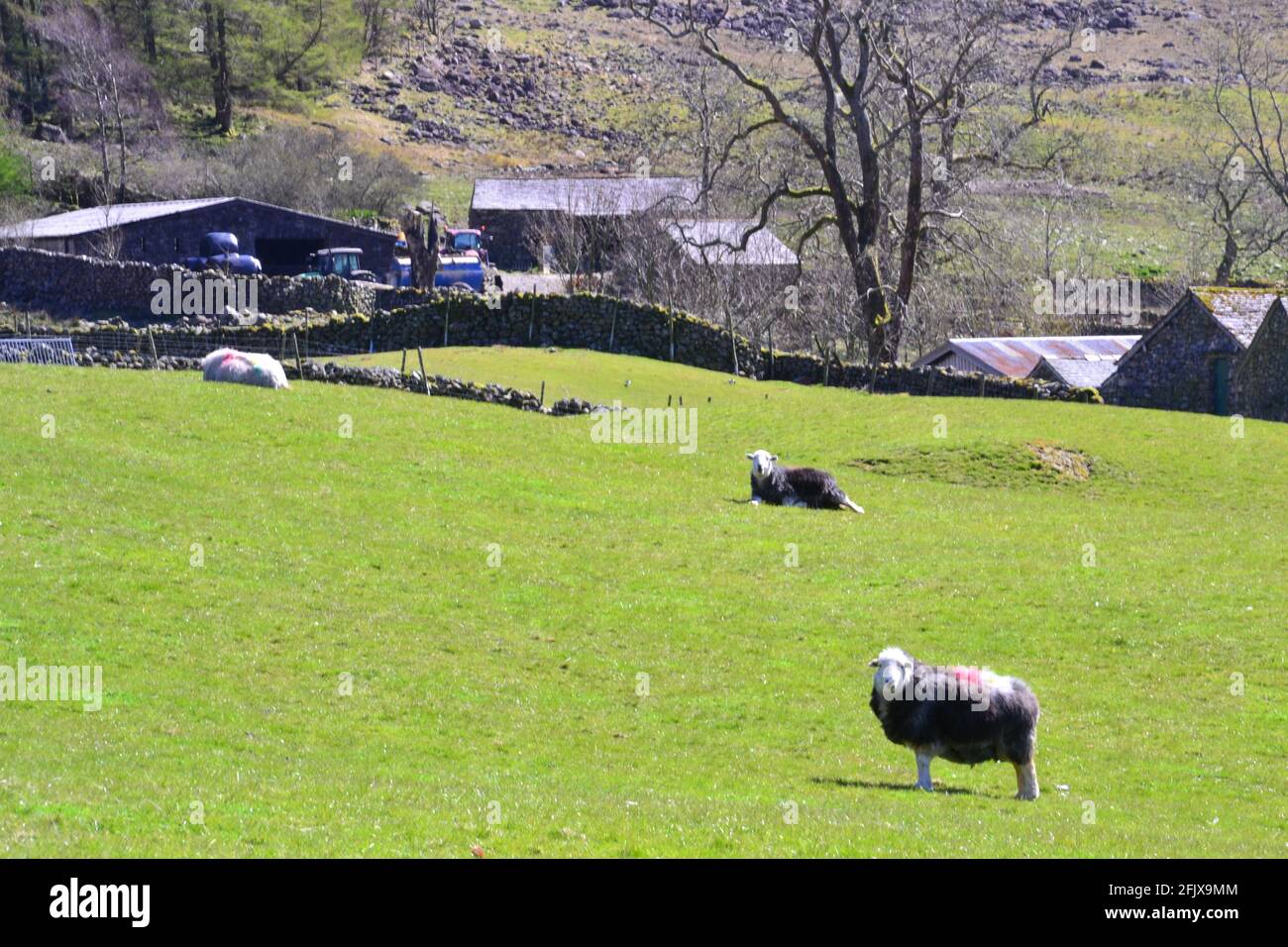 Sheep on a hillside field at Cockley Beck Farm, Cockley Beck, Duddon ...