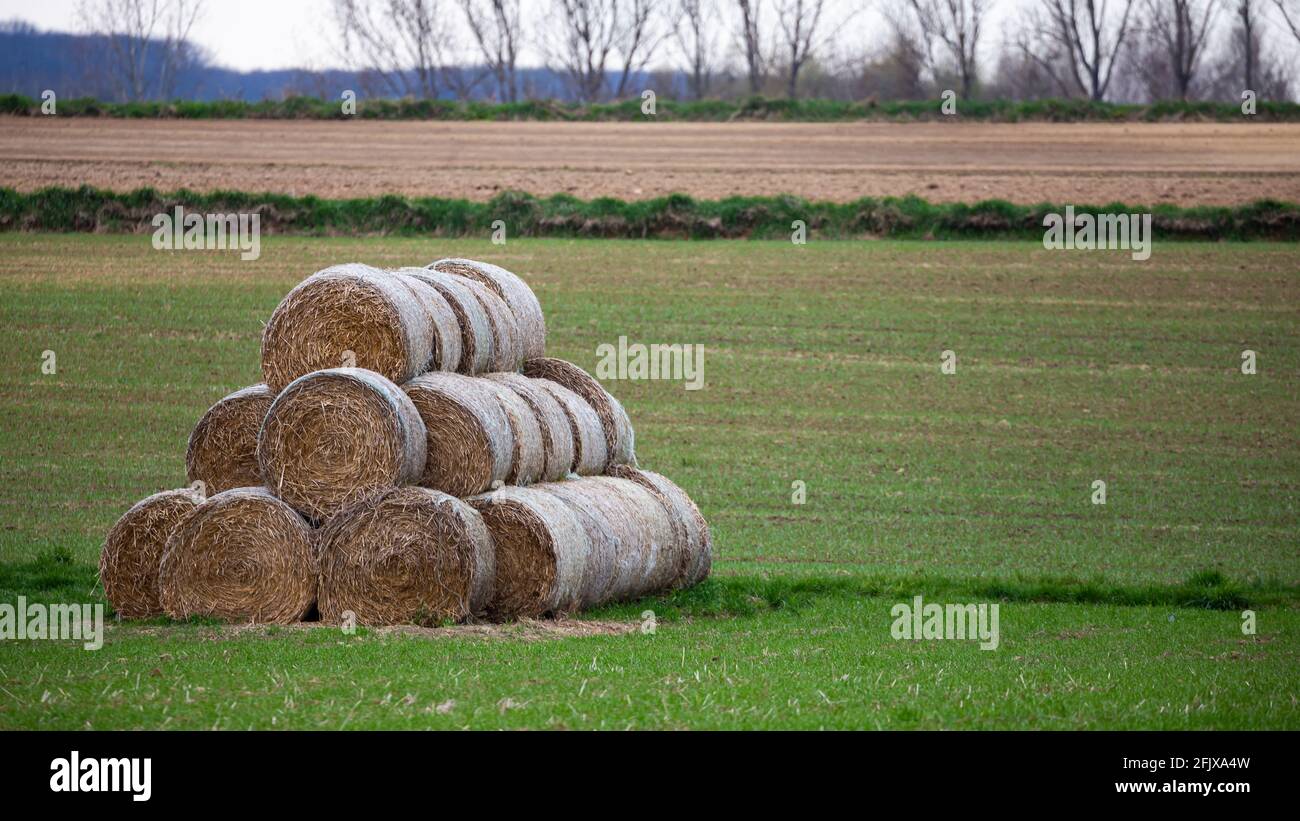 Bales of mown hay stacked on a green spring field. Picture taken ...