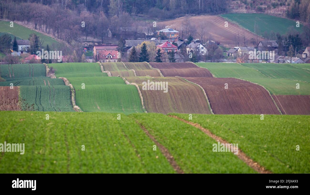 The farmland in undulating terrain is full of young growing grain ...