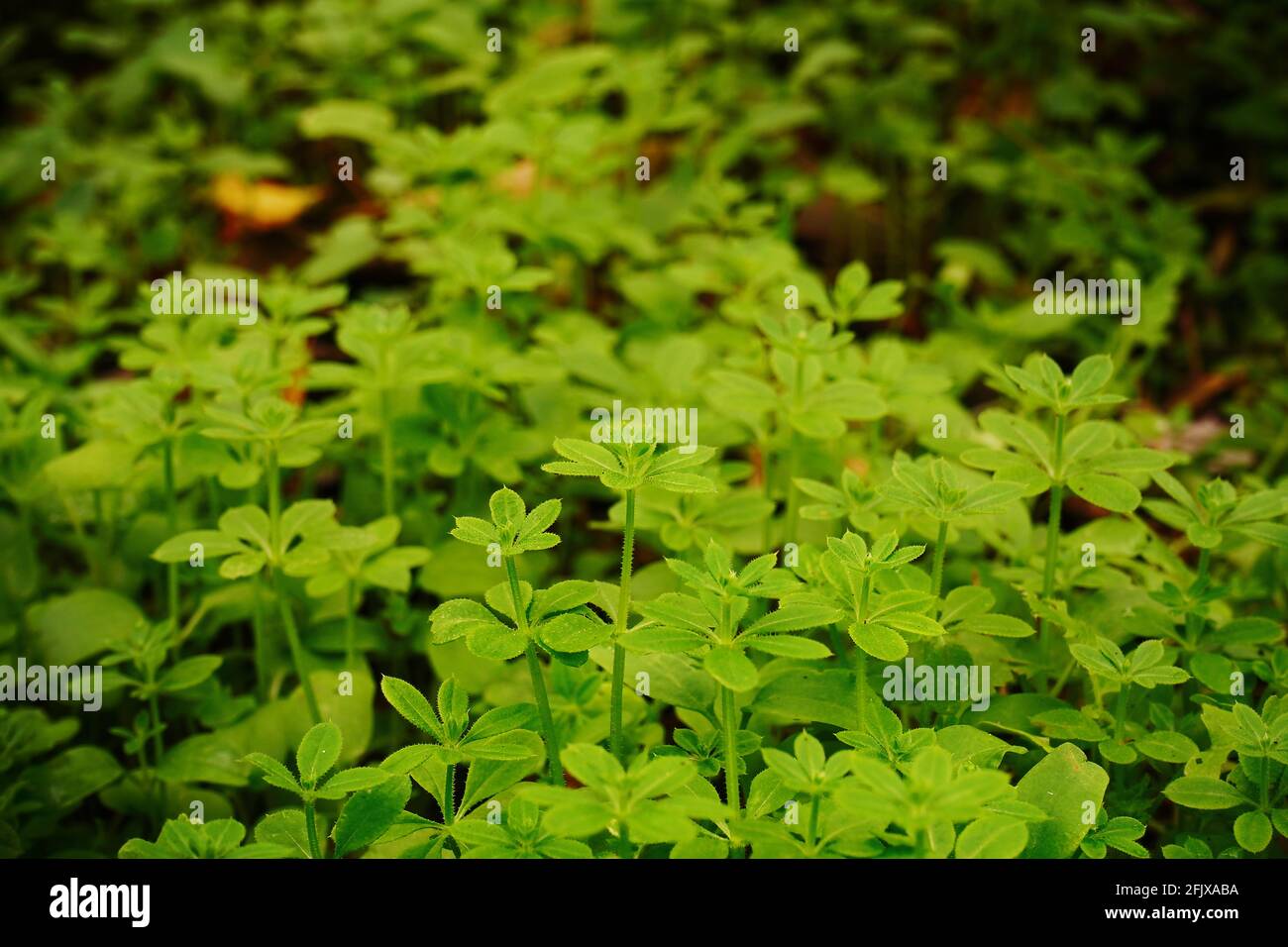 Green weeds hi-res stock photography and images - Alamy