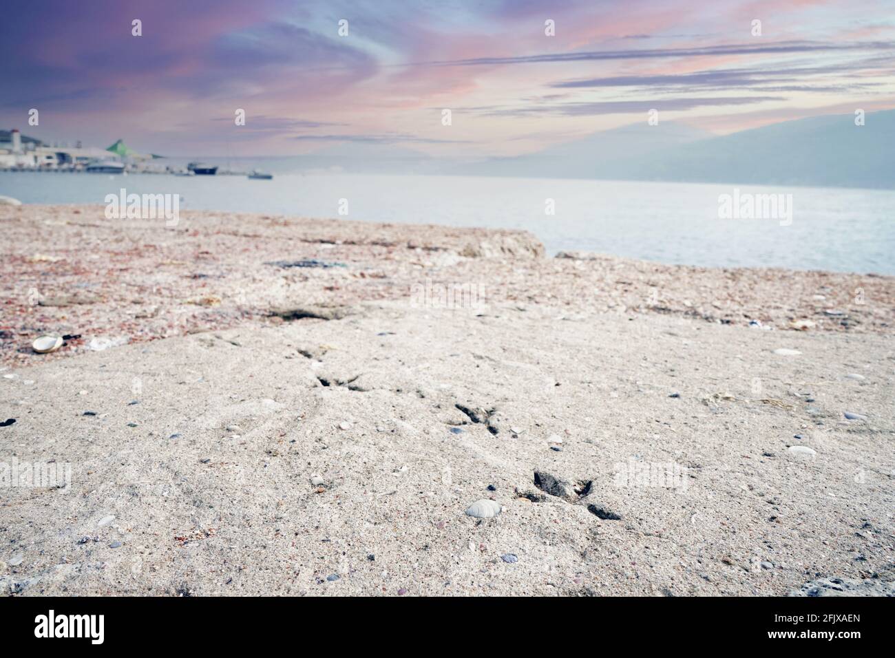 Seagull feet hi-res stock photography and images - Alamy