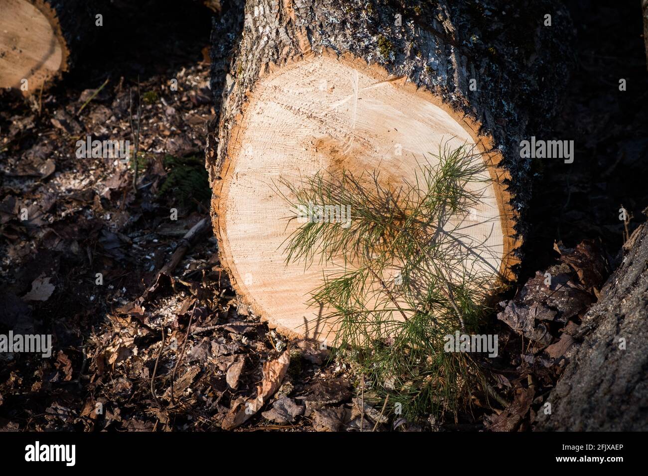 White pine seedling at the end of a piece of Eastern white ash tree ...