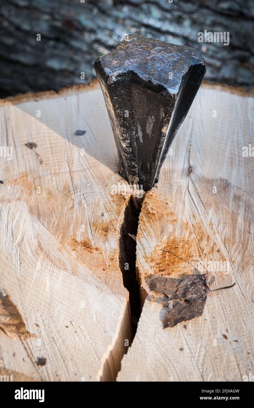 Using wedge to split Eastern white ash for fire wood in Vermont, New ...