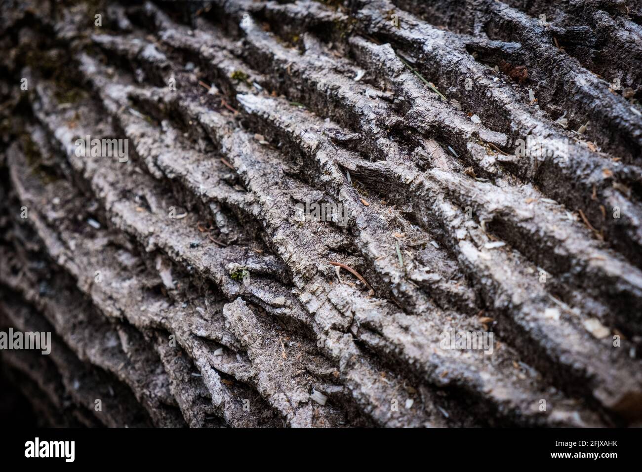 White ash tree hi-res stock photography and images - Alamy