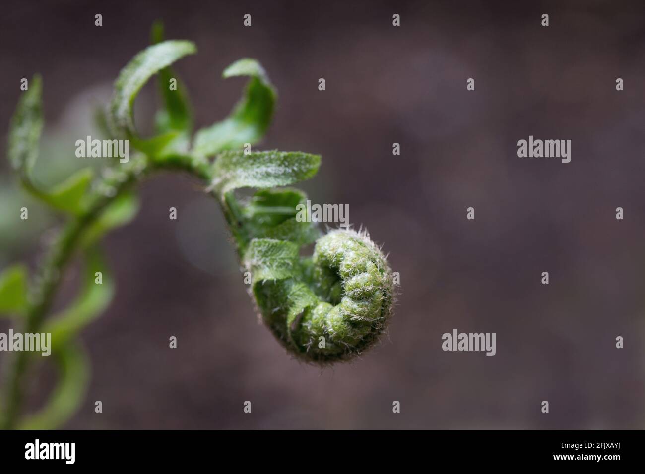 Fern frond unfurling hi-res stock photography and images - Alamy