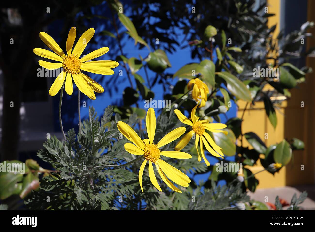 Euryops pectinatus Grey-leaved euryops – bright yellow daisy-like ...