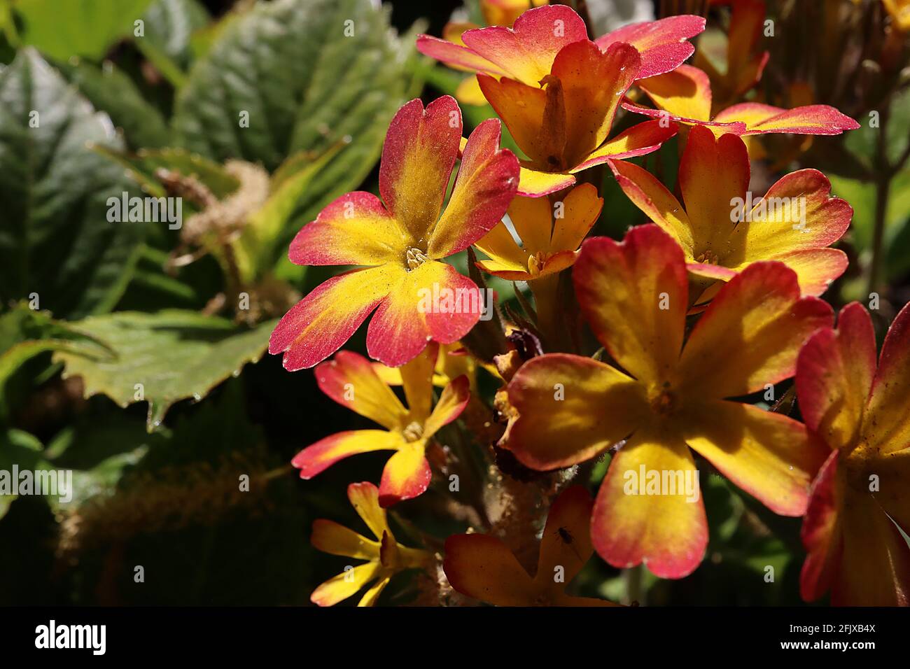 Primrose oak leaf yellow picotee hi-res stock photography and images ...