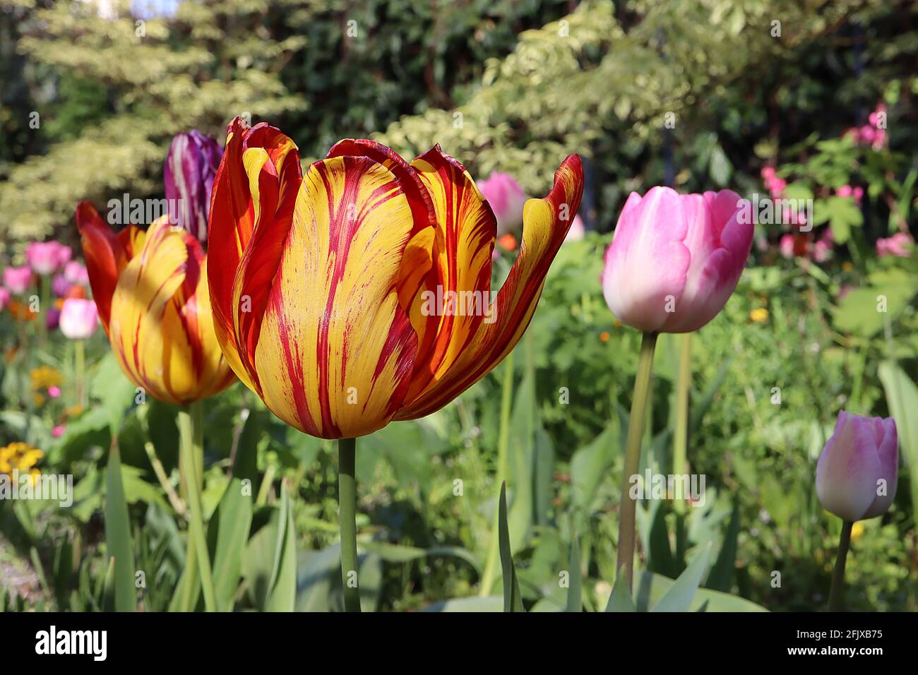 The royal sovereign hi-res stock photography and images - Alamy