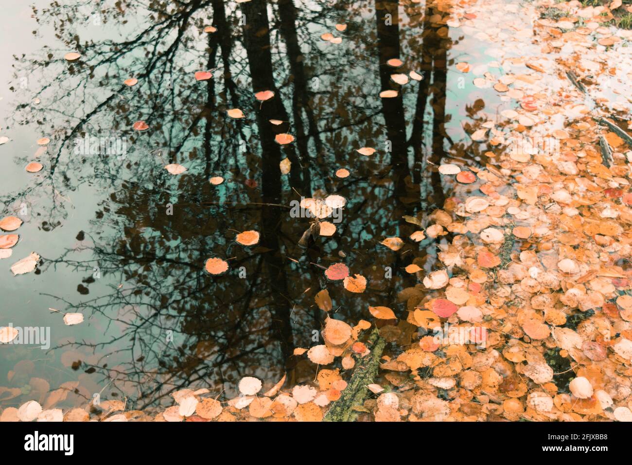 Autumn brown leaves on water with tree reflection. Fall nature ...