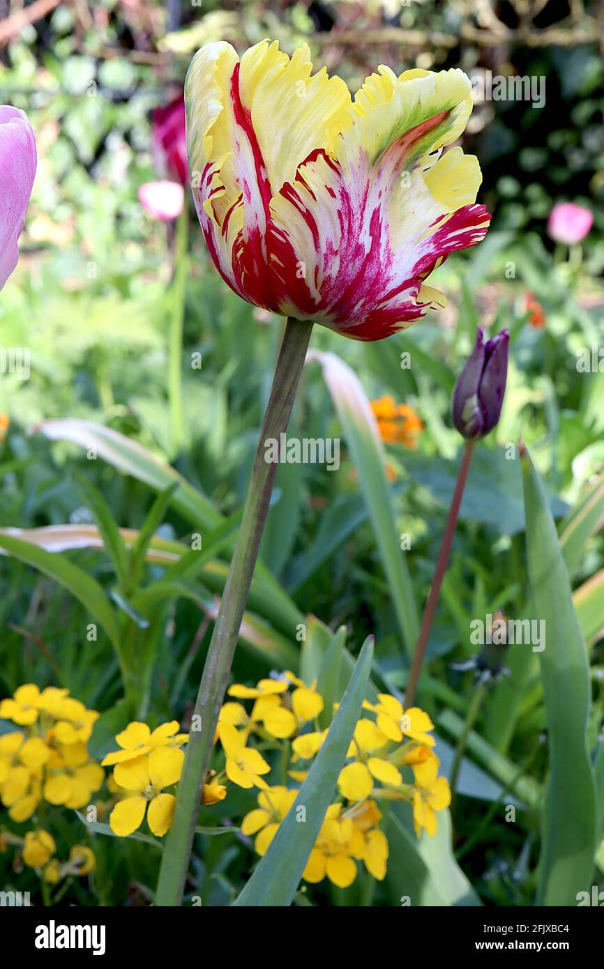 Yellow Parrot Tulips