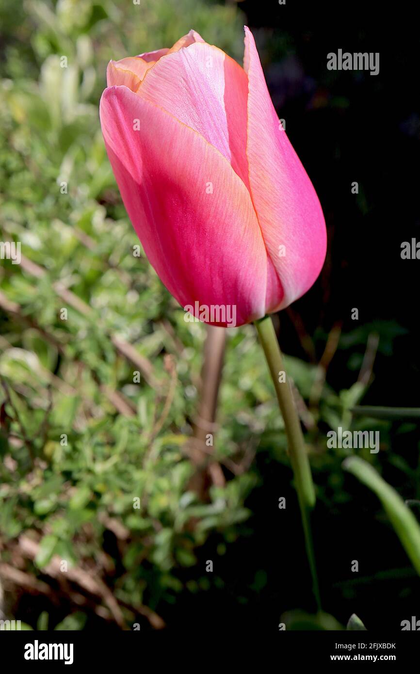 Tulipa ‘Menton’ Single late 5 Menton tulip - deep pink petals, soft ...