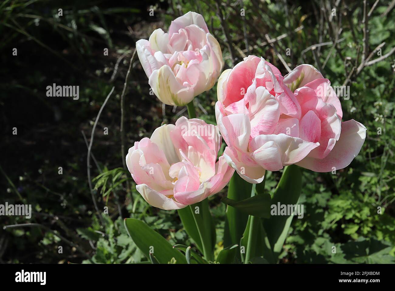 Tulipa ‘Angelique’ Double late 11 Angelique tulip – double pale pink ...