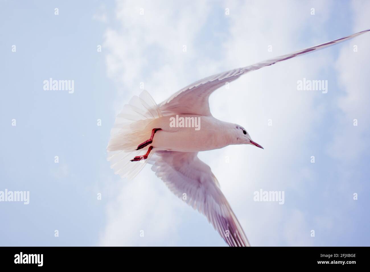 White bird flying in daylight Stock Photo - Alamy