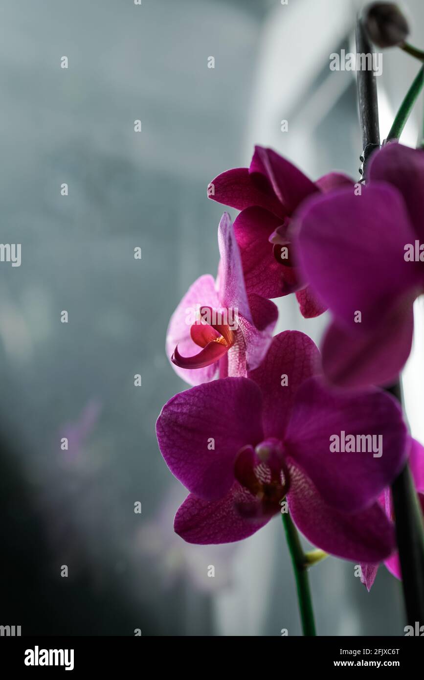 Spring Flowers Floral Season Orchid Stock Photo - Alamy
