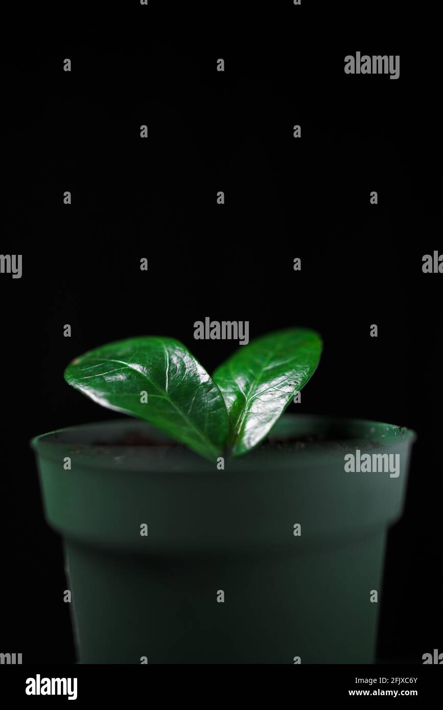 Green ZZ Plant Leaves Potted Stock Photo - Alamy