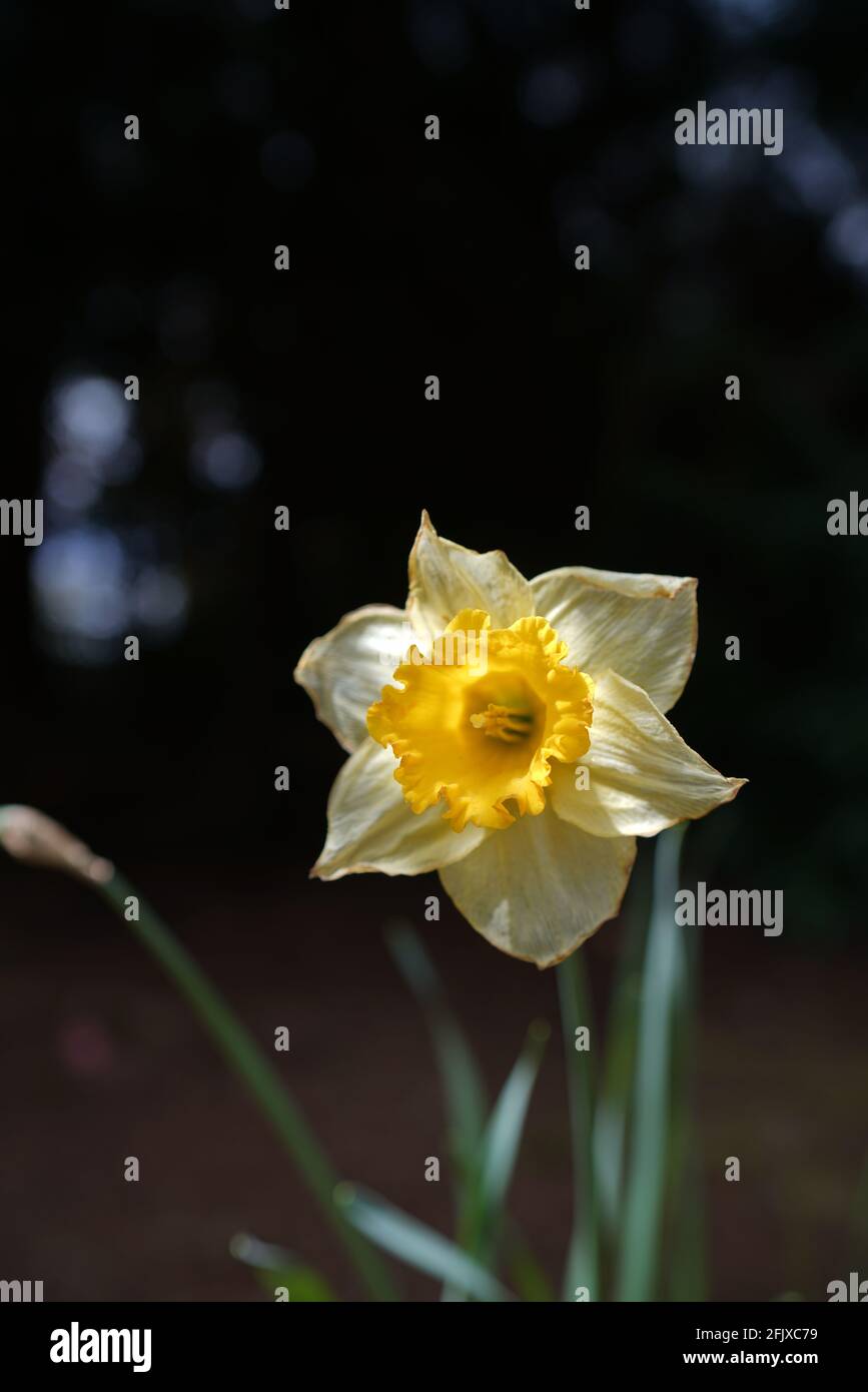 Spring Flowers Floral Season Yellow Stock Photo - Alamy