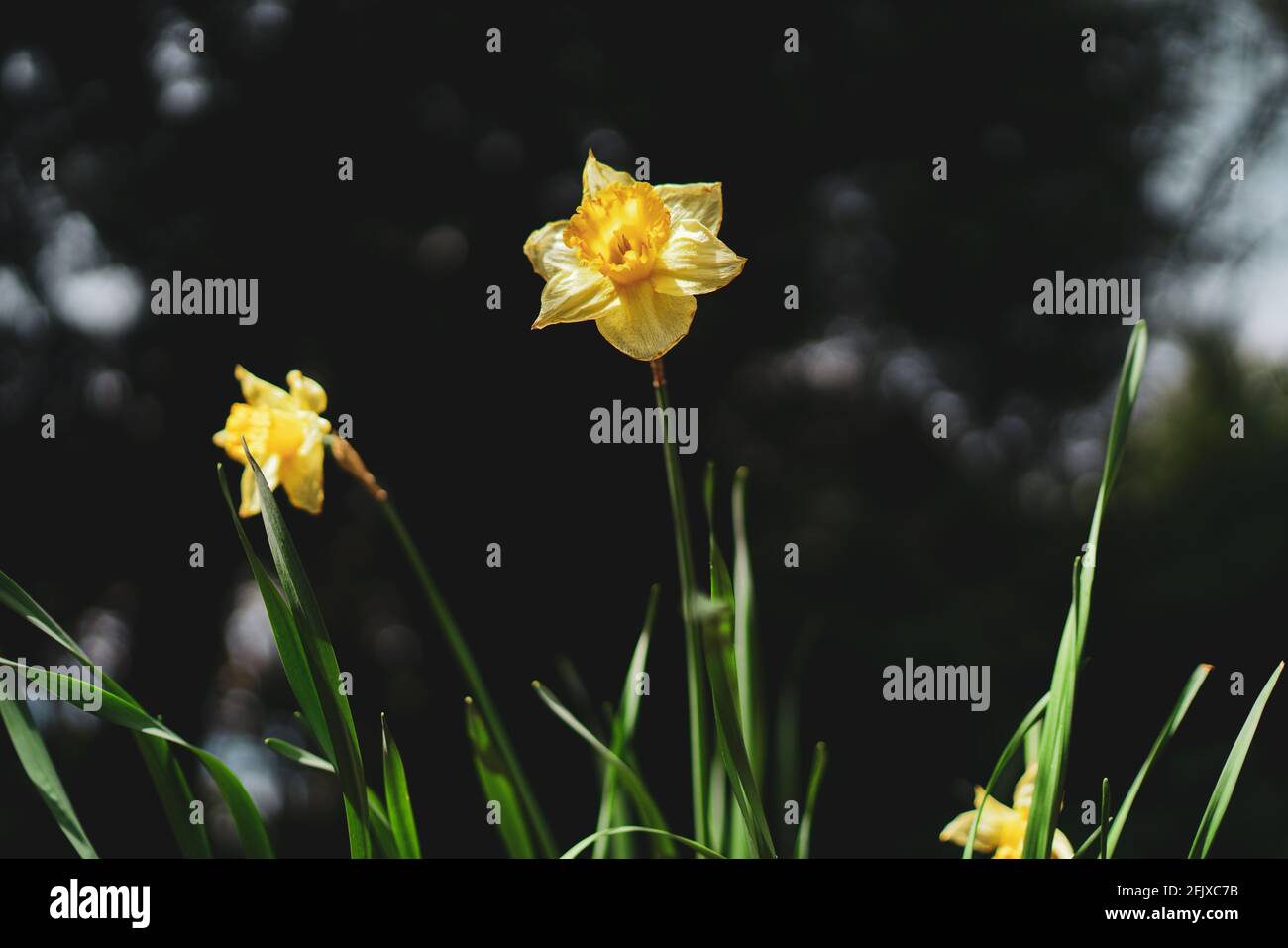Spring Flowers Floral Season Yellow Stock Photo - Alamy