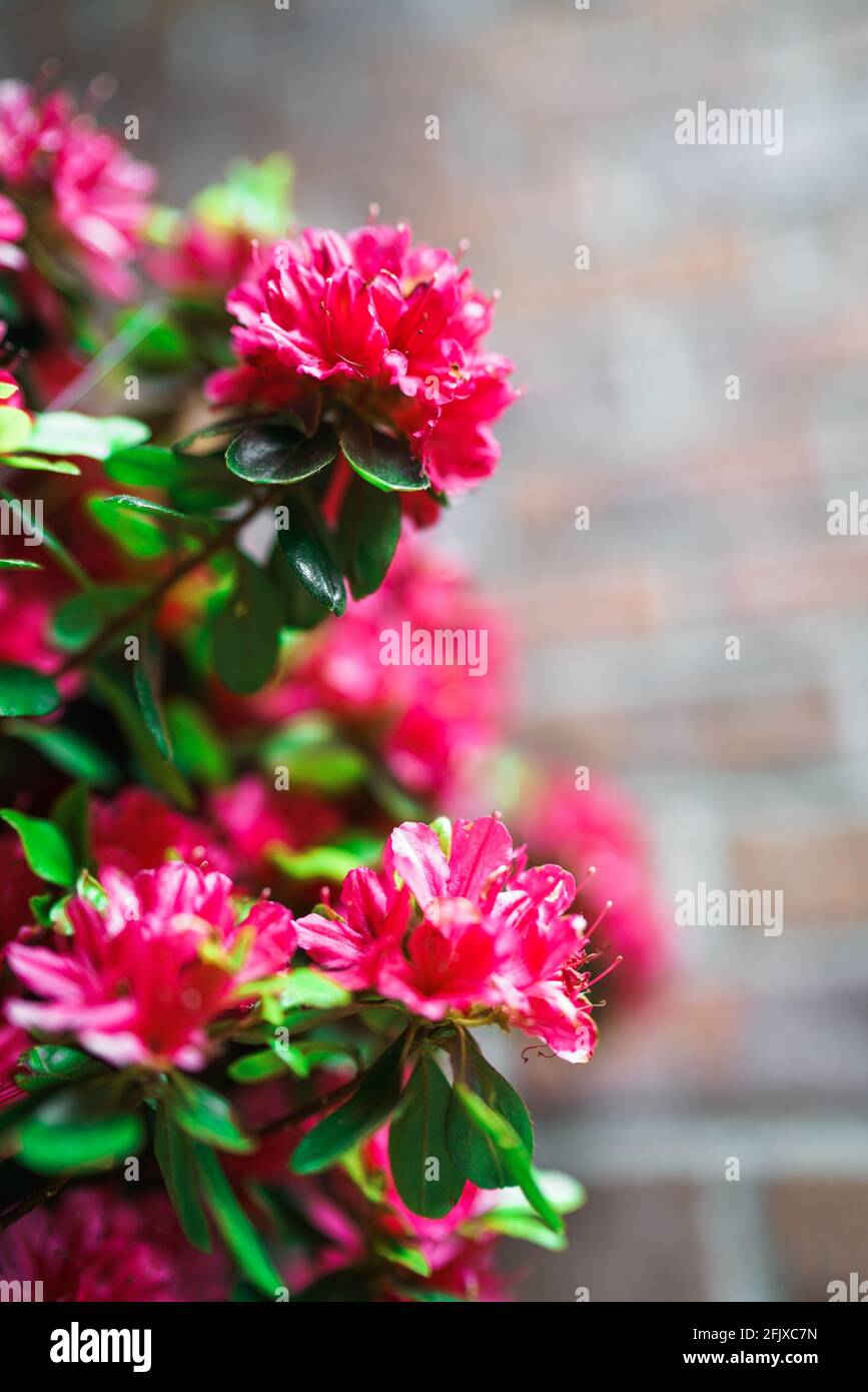 Spring Flowers Floral Season Magenta Stock Photo - Alamy