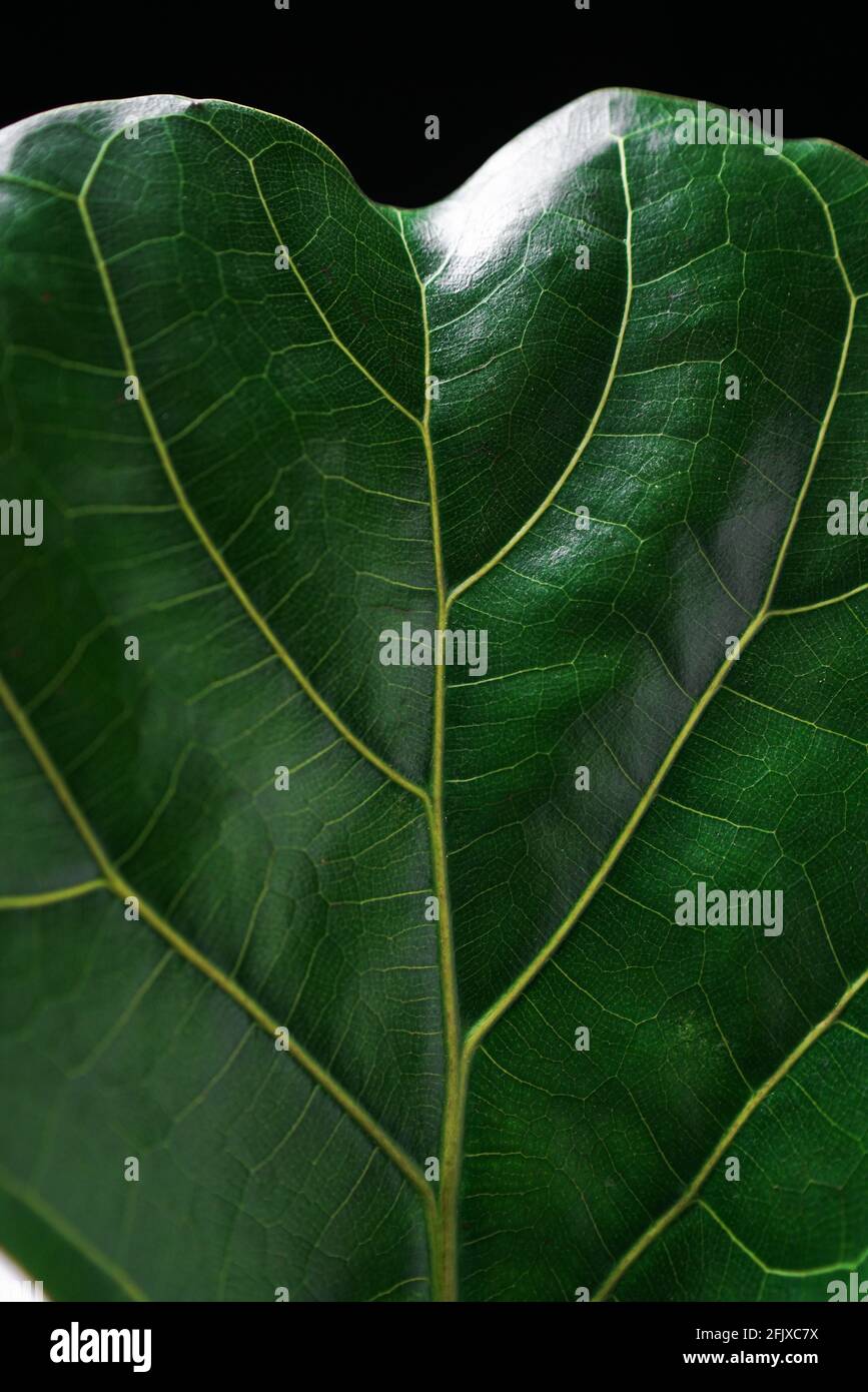 Fiddle Leaf Fig Texture Front Stock Photo - Alamy