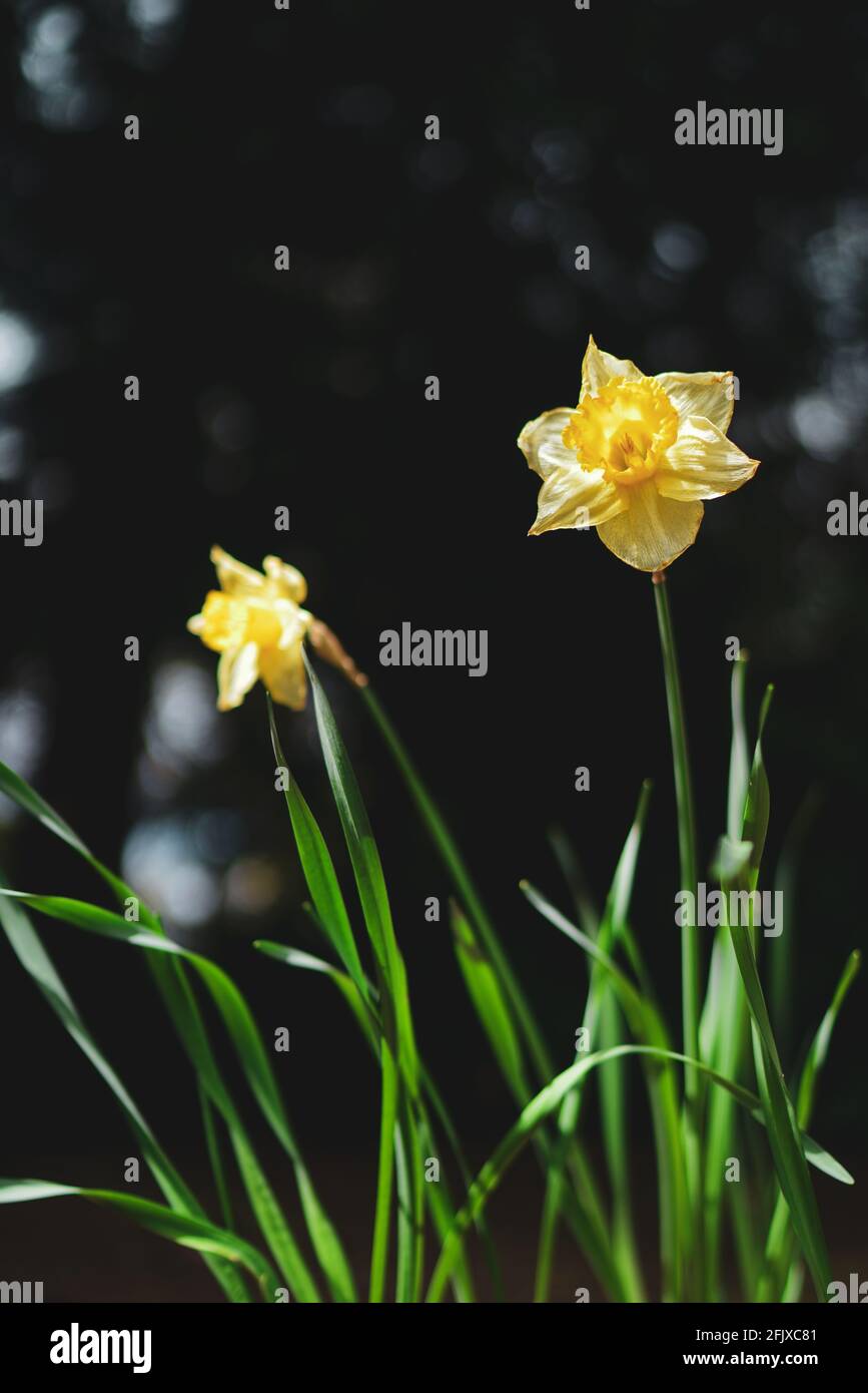 Spring Flowers Floral Season Yellow Stock Photo - Alamy