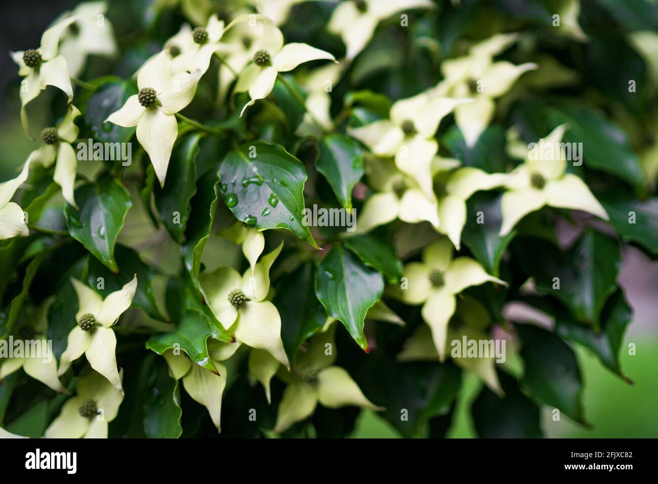 Spring Flowers Floral Season Tree Stock Photo - Alamy