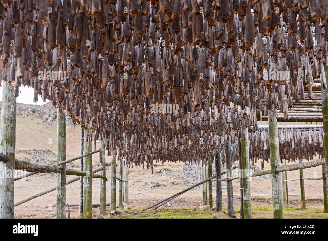 cod fish hanging up for drying in the Eastern fjords of Iceland Stock ...