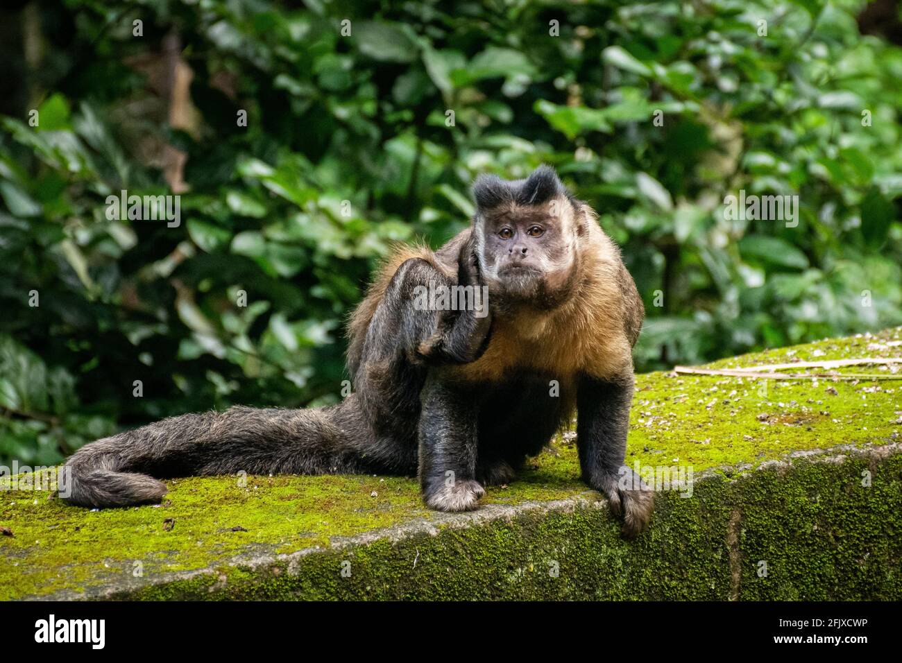 Capuchin Monkey scratching ear on green rainforest landscape Stock ...